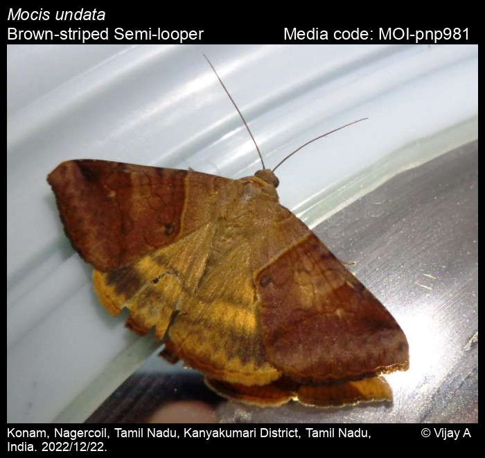 Mocis undata | Moths
